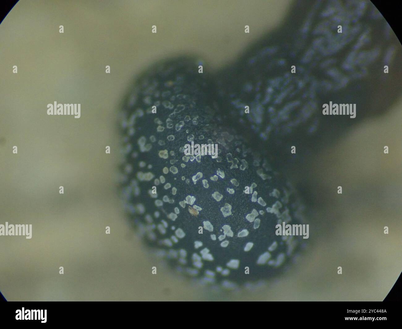 (Diderma tigrinum) Protozoa Stock Photo - Alamy