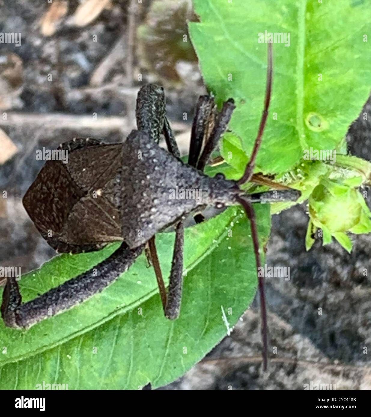 Florida Leaf-footed Bug (Acanthocephala femorata) Insecta Stock Photo ...