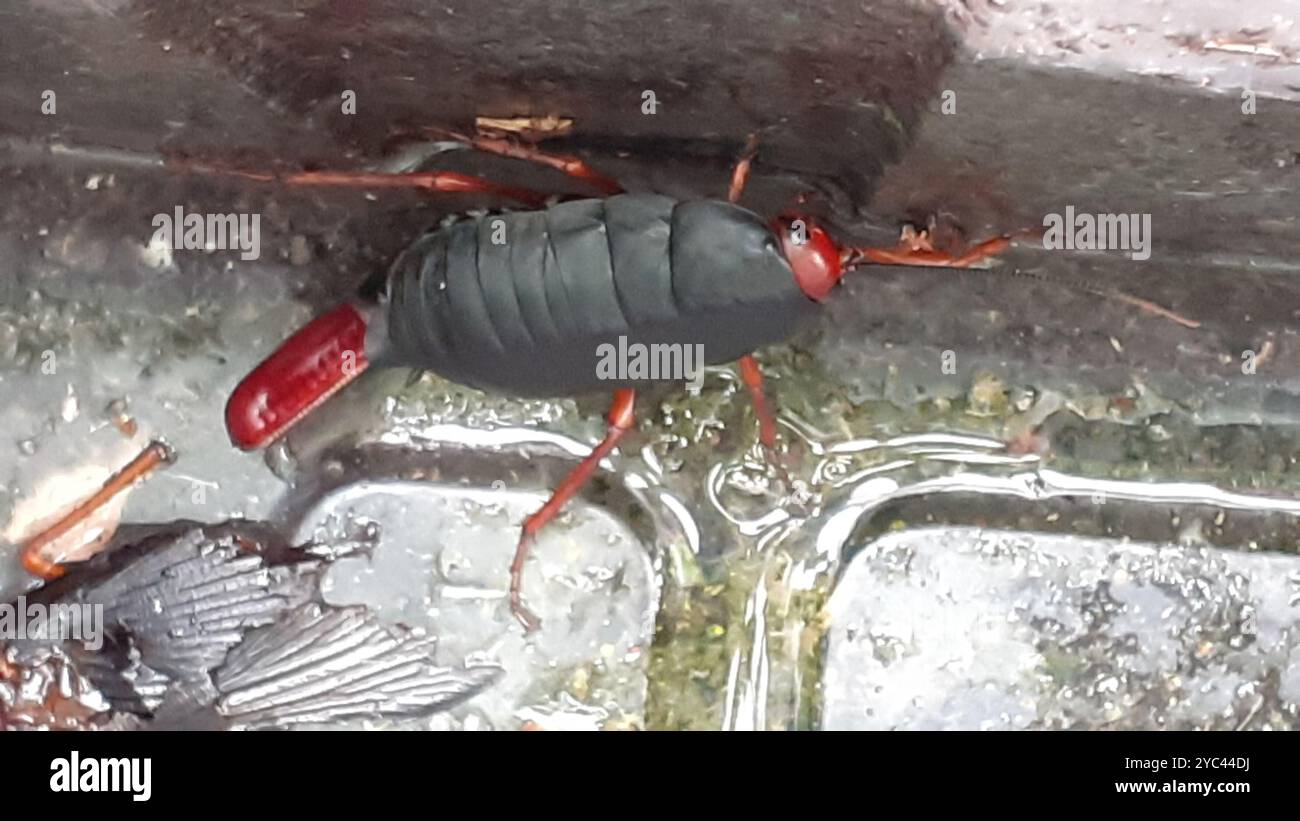 Red-headed Cockroach (Deropeltis erythrocephala) Insecta Stock Photo ...