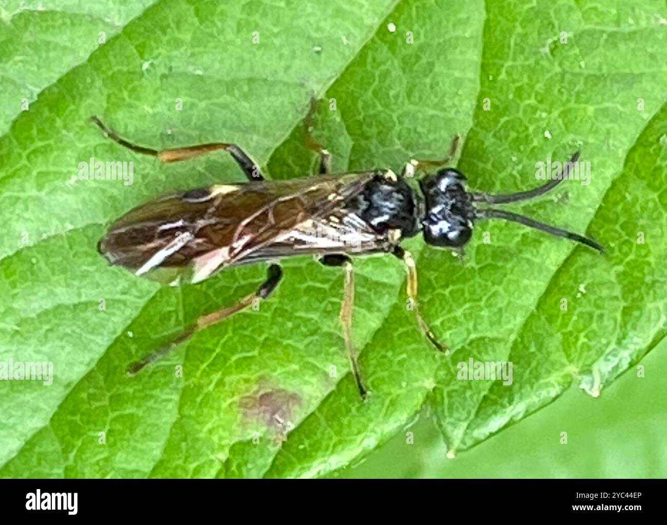 Curled Rose Sawfly (Allantus cinctus) Insecta Stock Photo - Alamy