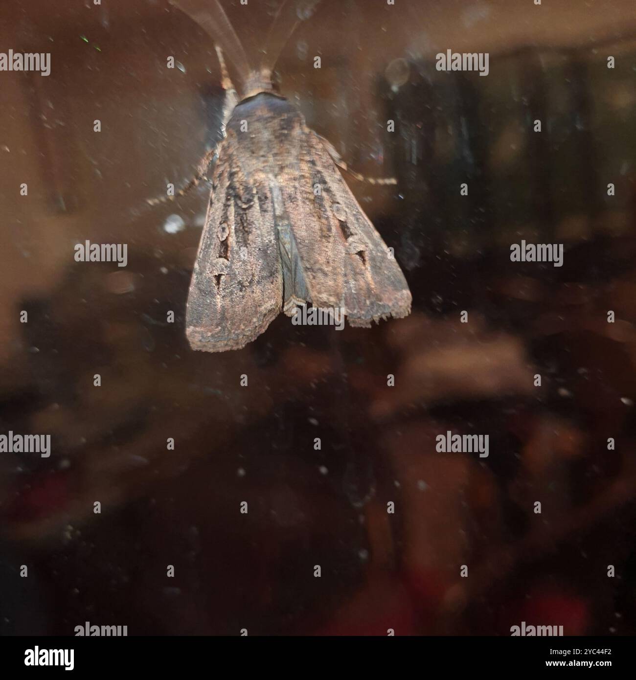 Bogong moth hi-res stock photography and images - Alamy
