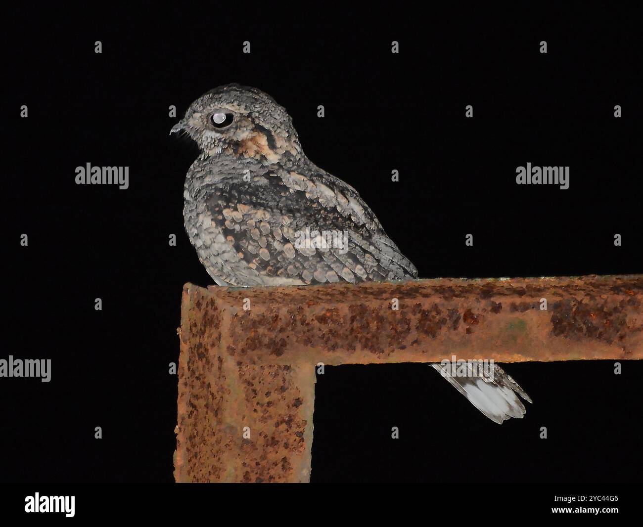 Caprimulgus indicus hi-res stock photography and images - Alamy