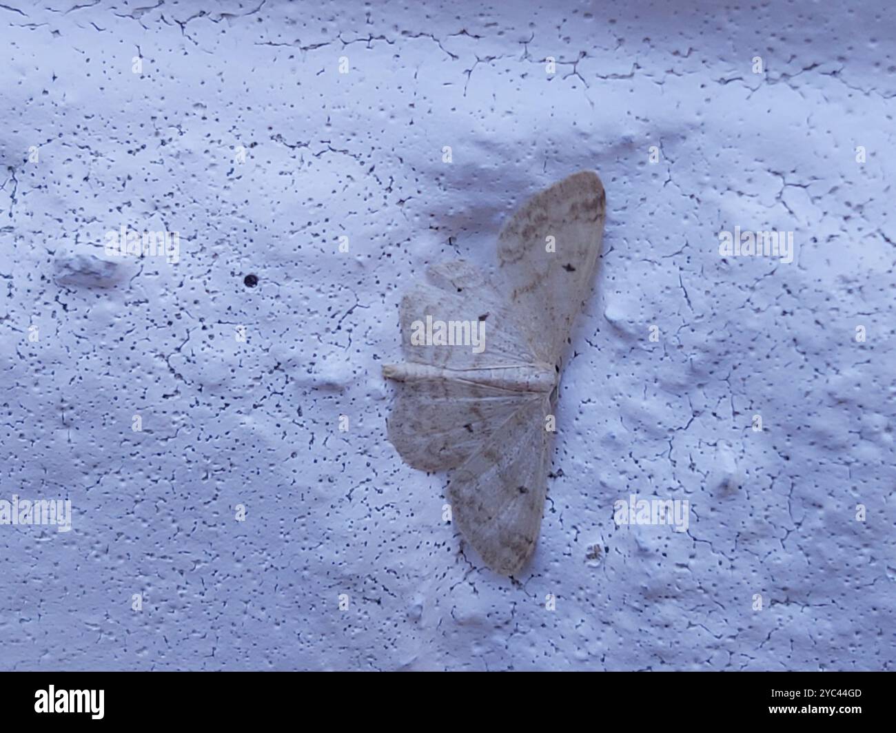 Small fan footed wave hi-res stock photography and images - Alamy