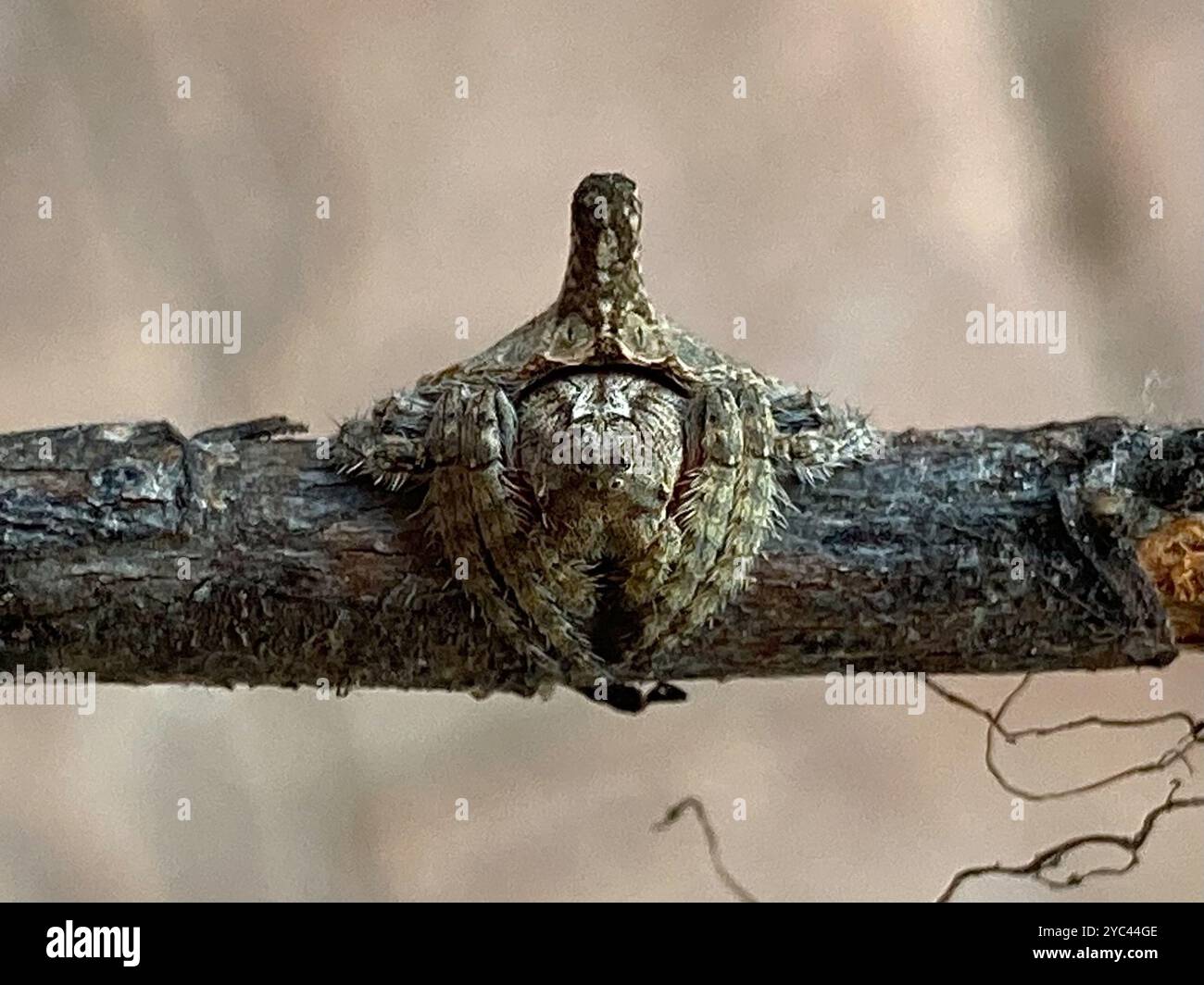 Wrap-around Spiders (Dolophones) Arachnida Stock Photo - Alamy