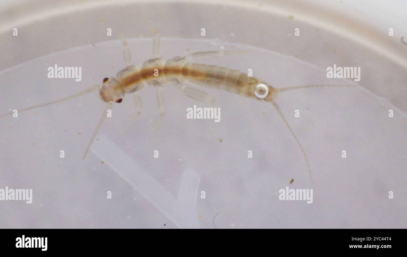 Stoneflies (Plecoptera) Insecta Stock Photo - Alamy