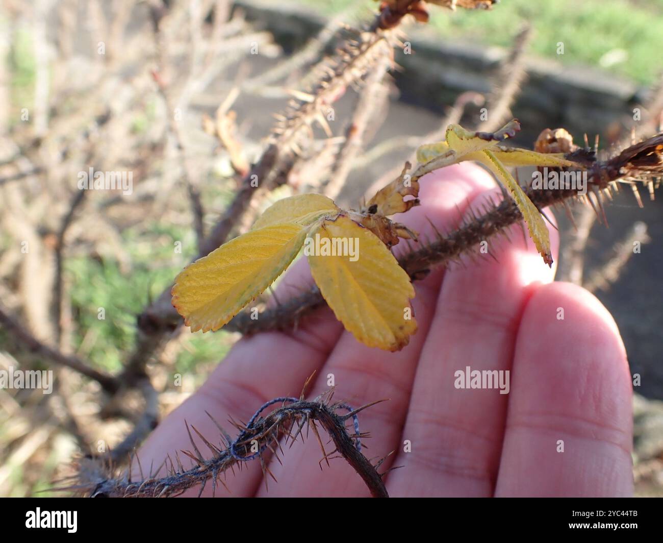 rugosa rose (Rosa rugosa) Plantae Stock Photo - Alamy