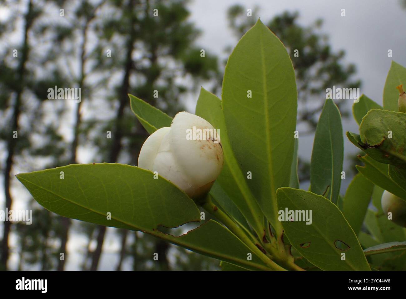 Loblolly bay (Gordonia lasianthus) Plantae Stock Photo - Alamy