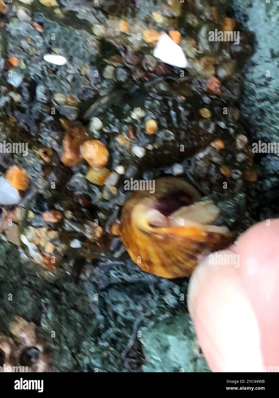 Striped Dogwinkle (Nucella ostrina) Mollusca Stock Photo - Alamy