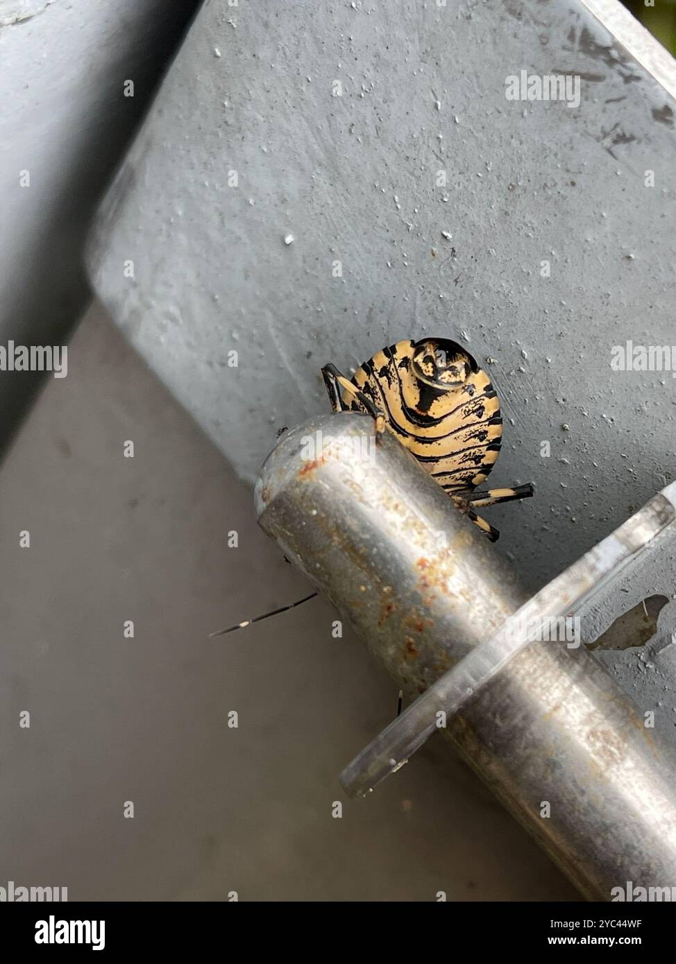 Yellow-spotted Stink Bug (Erthesina fullo) Insecta Stock Photo - Alamy
