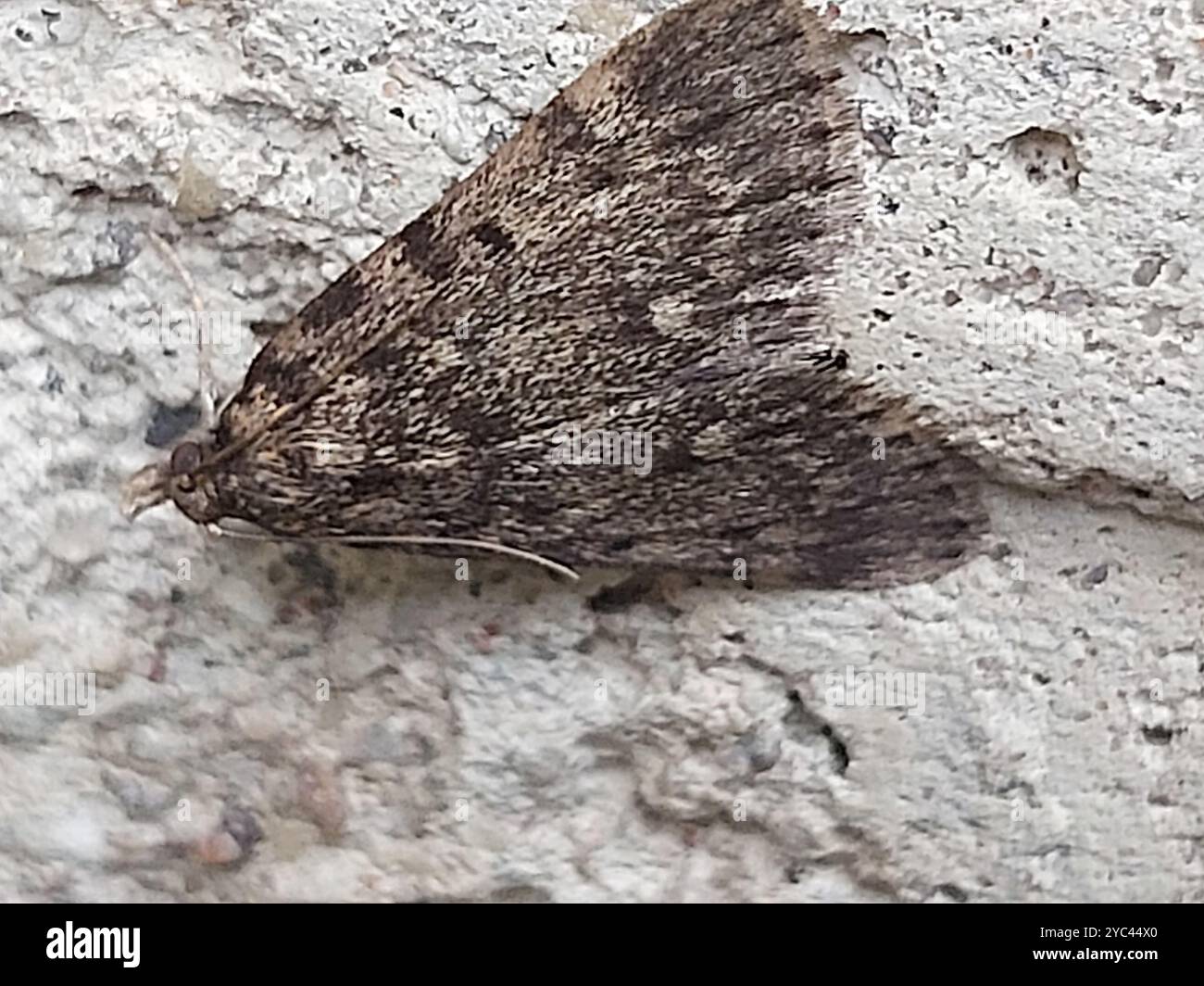 Large Tabby (Aglossa pinguinalis) Insecta Stock Photo - Alamy