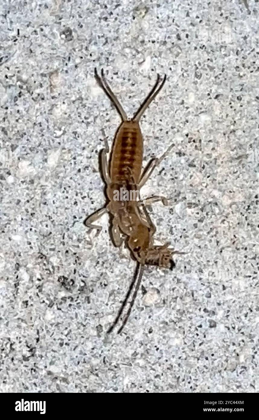 Shore Earwig (Labidura riparia) Insecta Stock Photo - Alamy