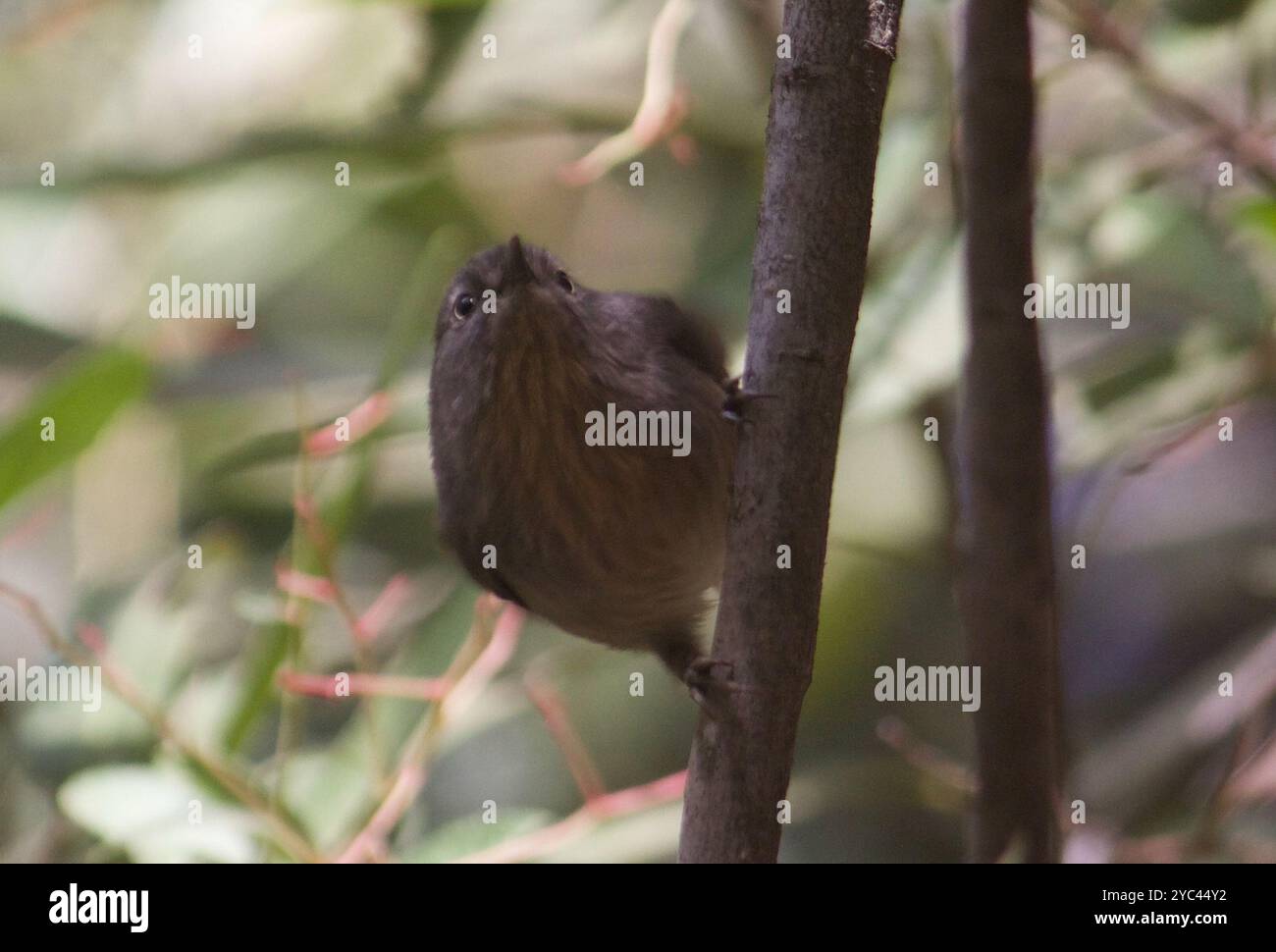 Wrentit (Chamaea fasciata) Aves Stock Photo - Alamy