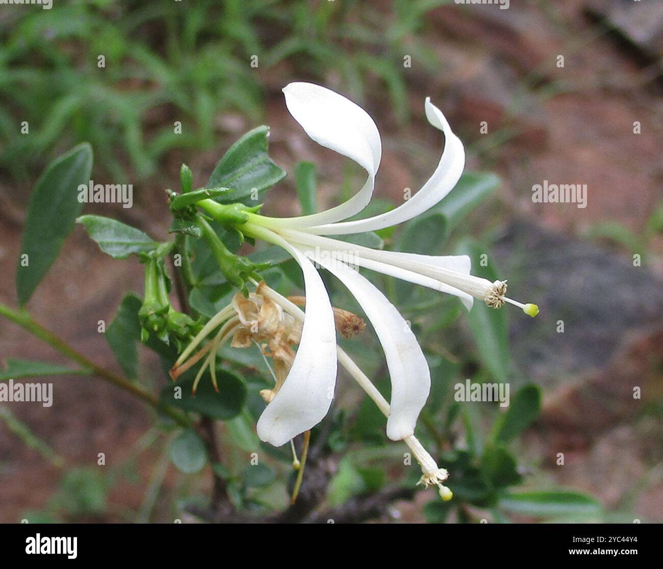 Small Honeysuckle Bush (Turraea obtusifolia) Plantae Stock Photo - Alamy