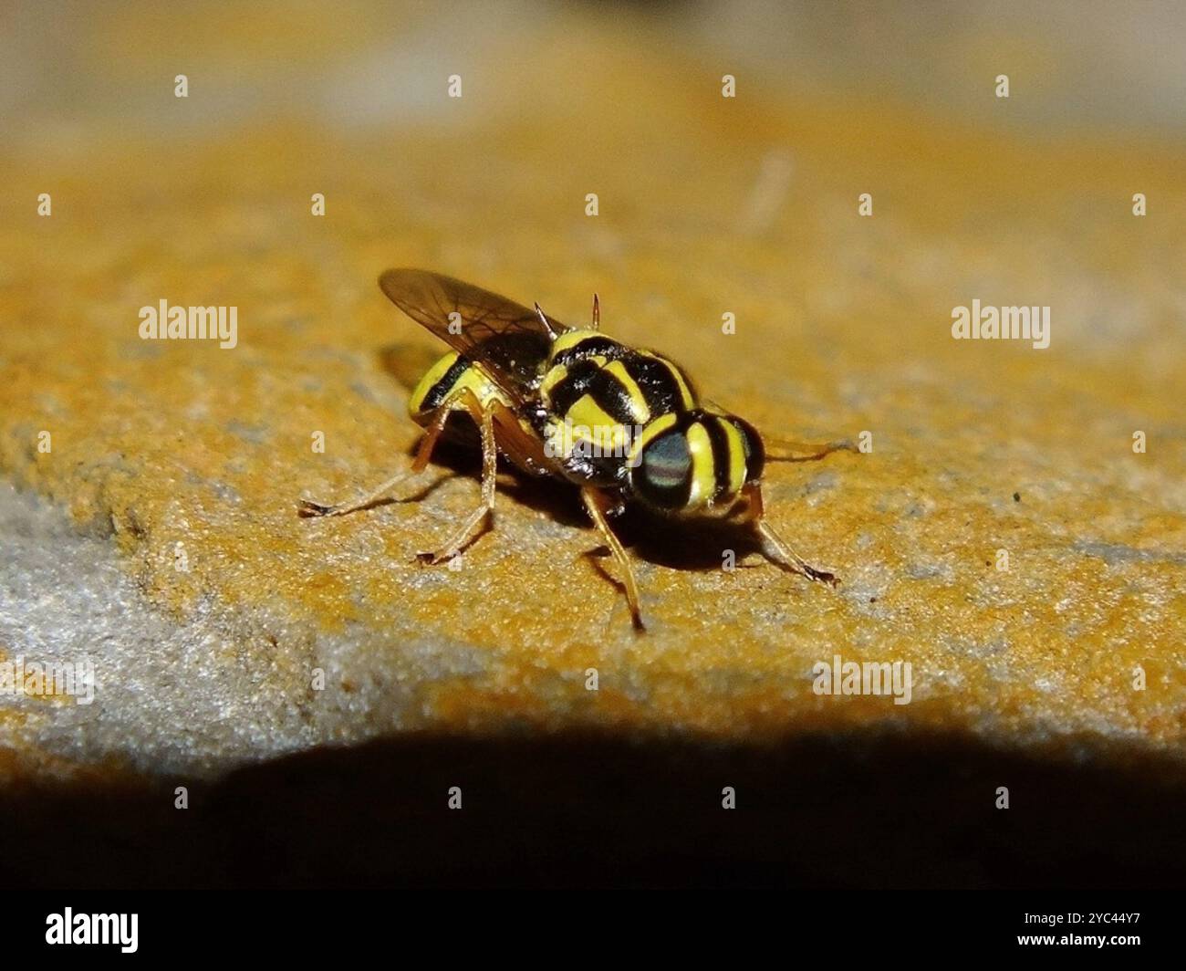 Irish Major (Oxycera fallenii) Insecta Stock Photo - Alamy