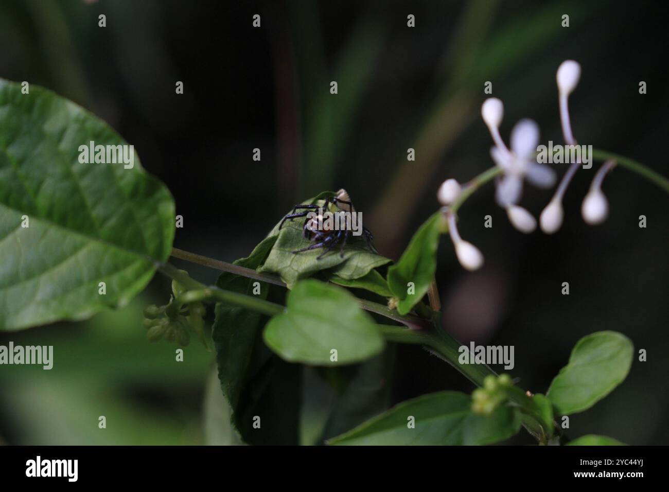 Sylvan Jumping Spider (Colonus sylvanus) Arachnida Stock Photo - Alamy
