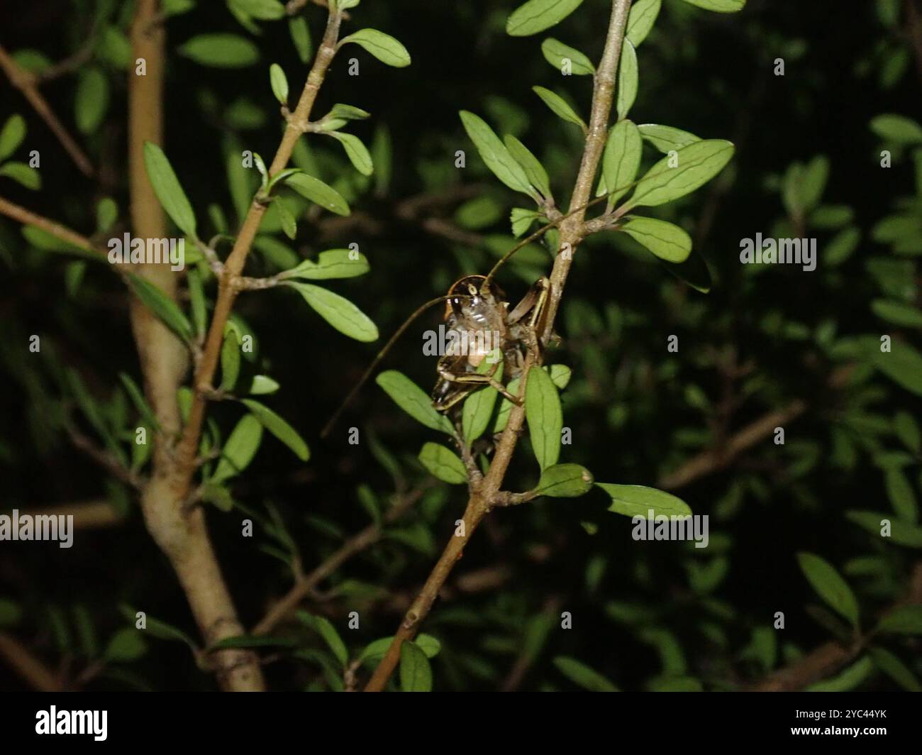 Cook Strait Giant Weta (Deinacrida rugosa) Insecta Stock Photo - Alamy