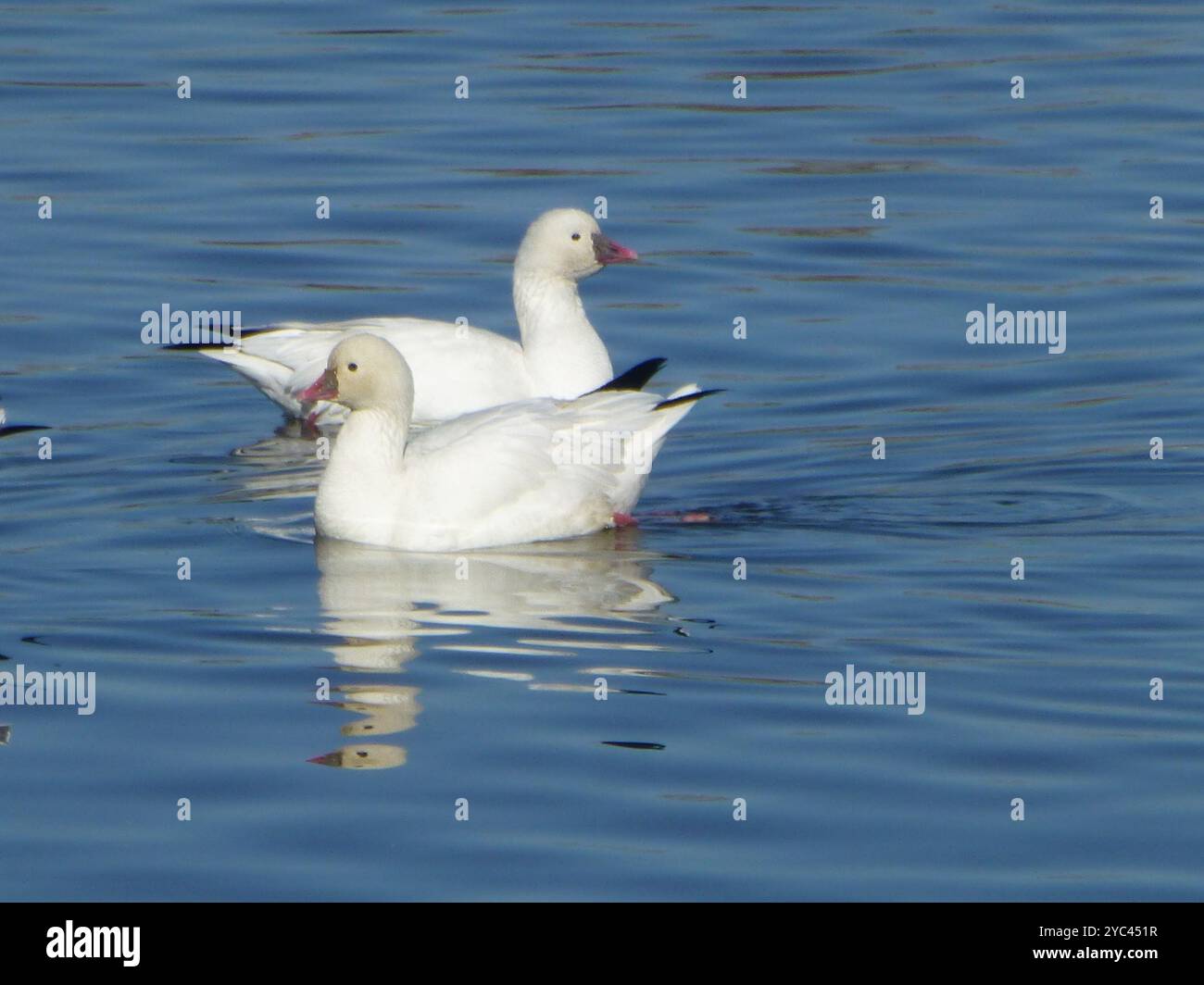 Ross's Goose (Anser rossii) Aves Stock Photo - Alamy