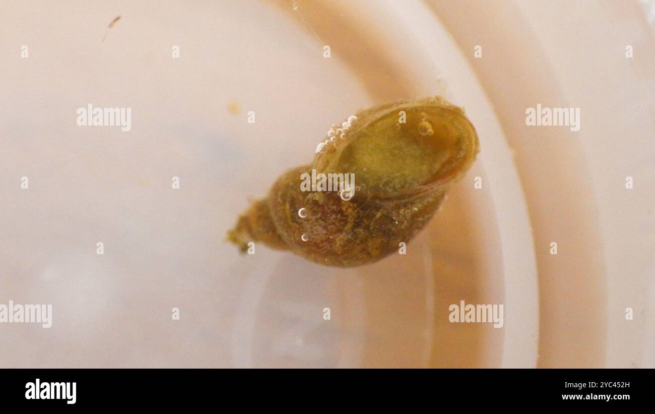 Pond and Melantho Snails (Lymnaeidae) Mollusca Stock Photo - Alamy