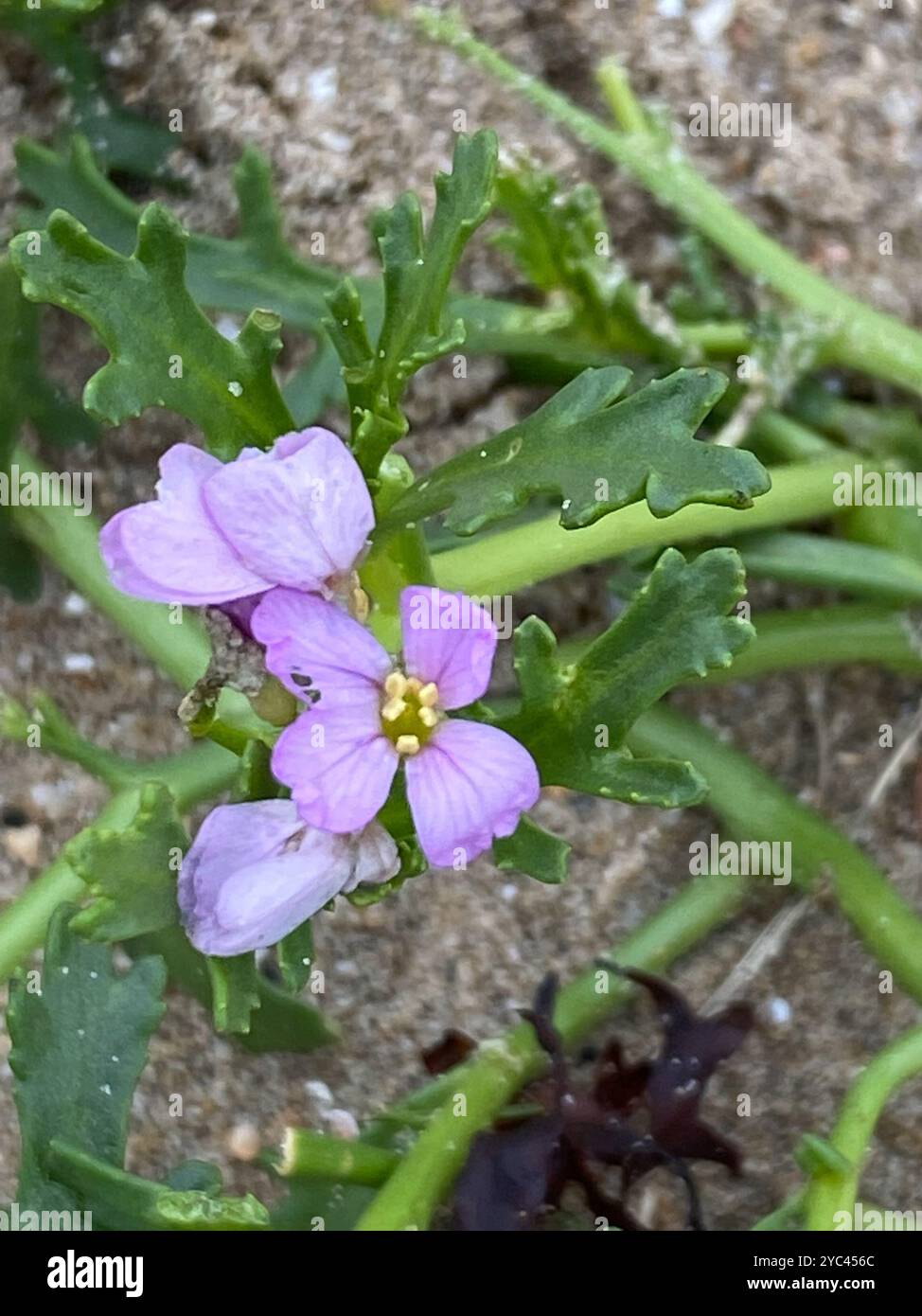 (Cakile maritima integrifolia) Plantae Stock Photo - Alamy
