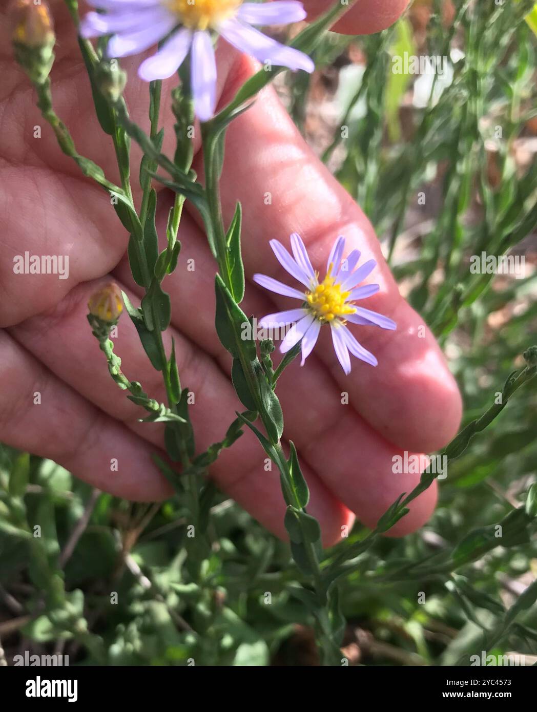 Scaleleaf Aster (Symphyotrichum adnatum) Plantae Stock Photo - Alamy