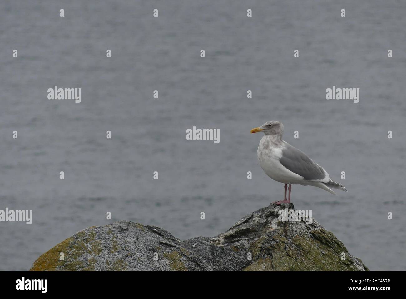 Olympic Gull (Larus glaucescens × occidentalis) Aves Stock Photo - Alamy