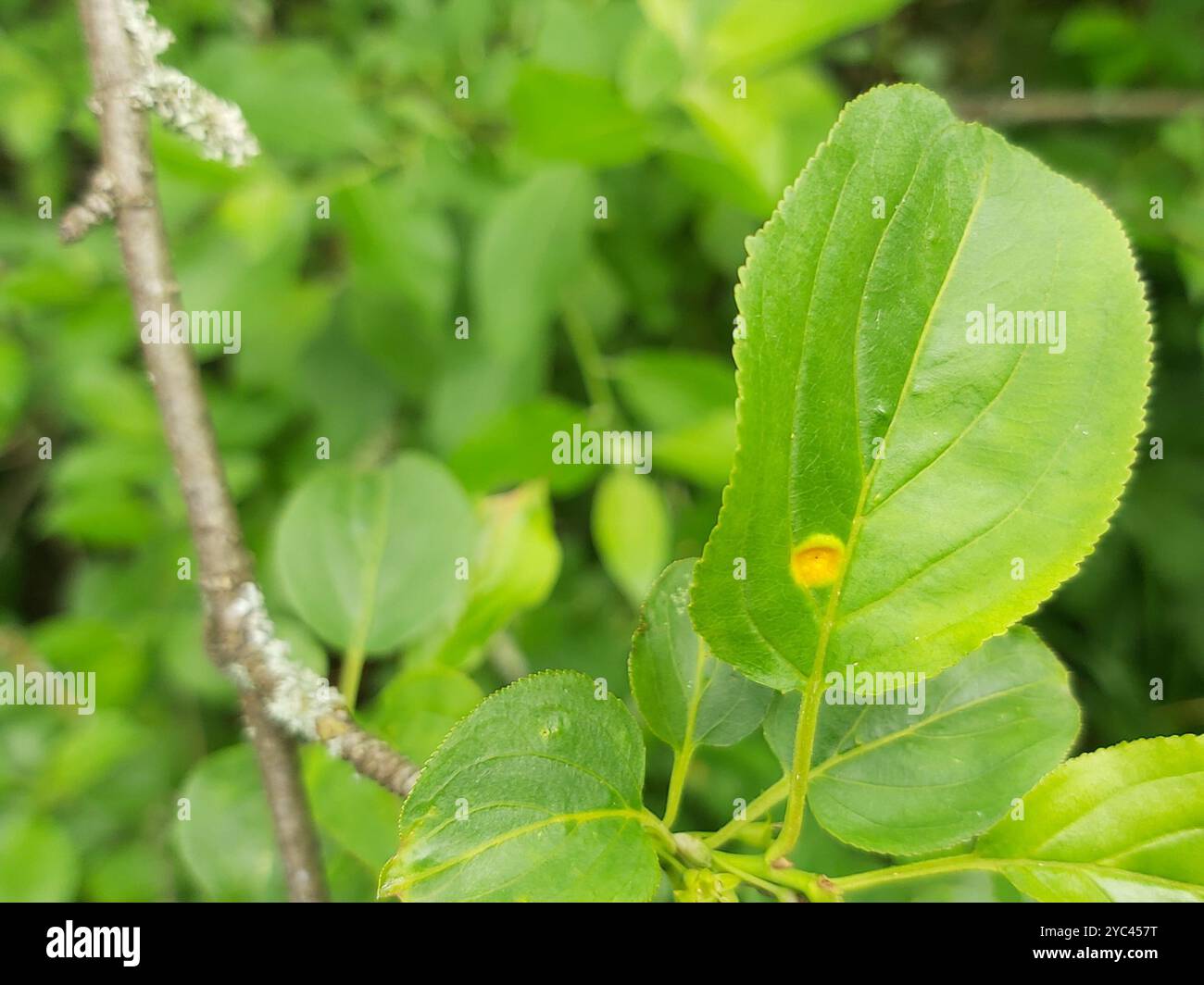 Crown Rust (Puccinia coronata) Fungi Stock Photo - Alamy