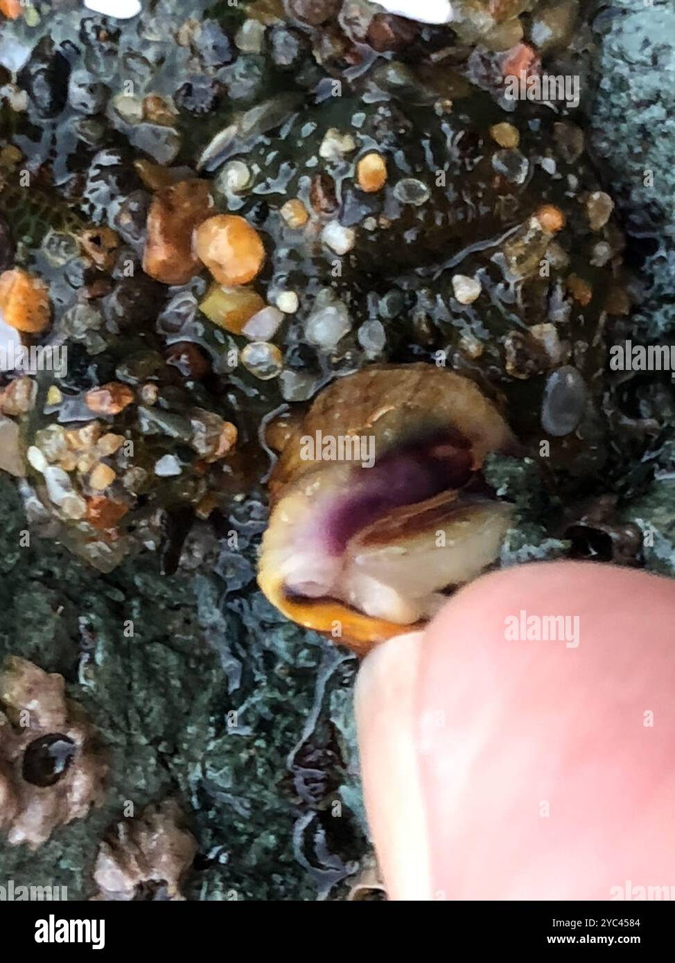 Striped Dogwinkle (Nucella ostrina) Mollusca Stock Photo - Alamy