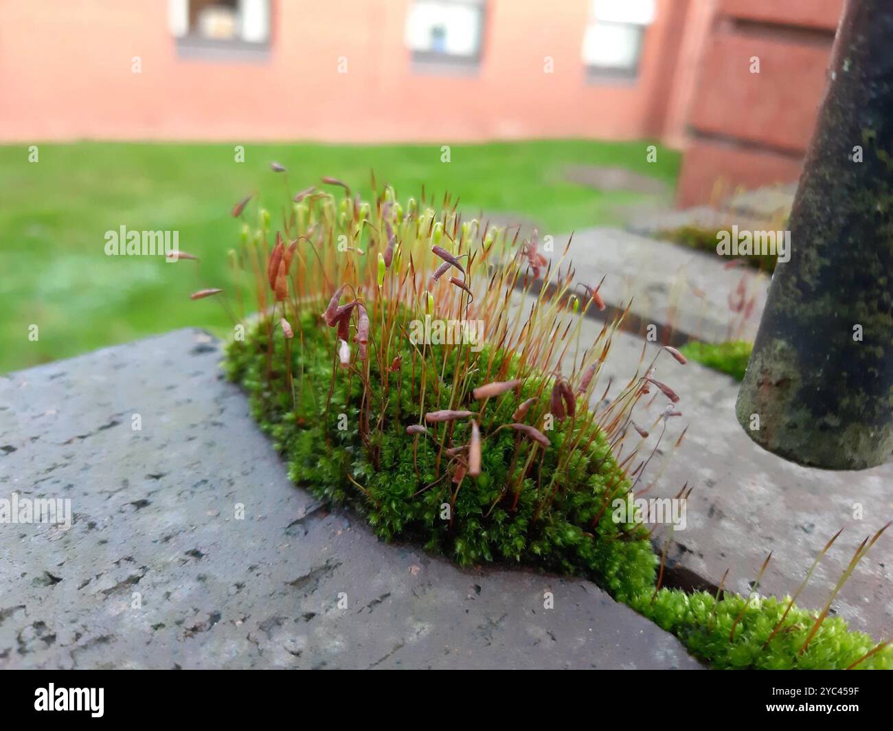 Capillary Thread-moss (Ptychostomum capillare) Plantae Stock Photo - Alamy