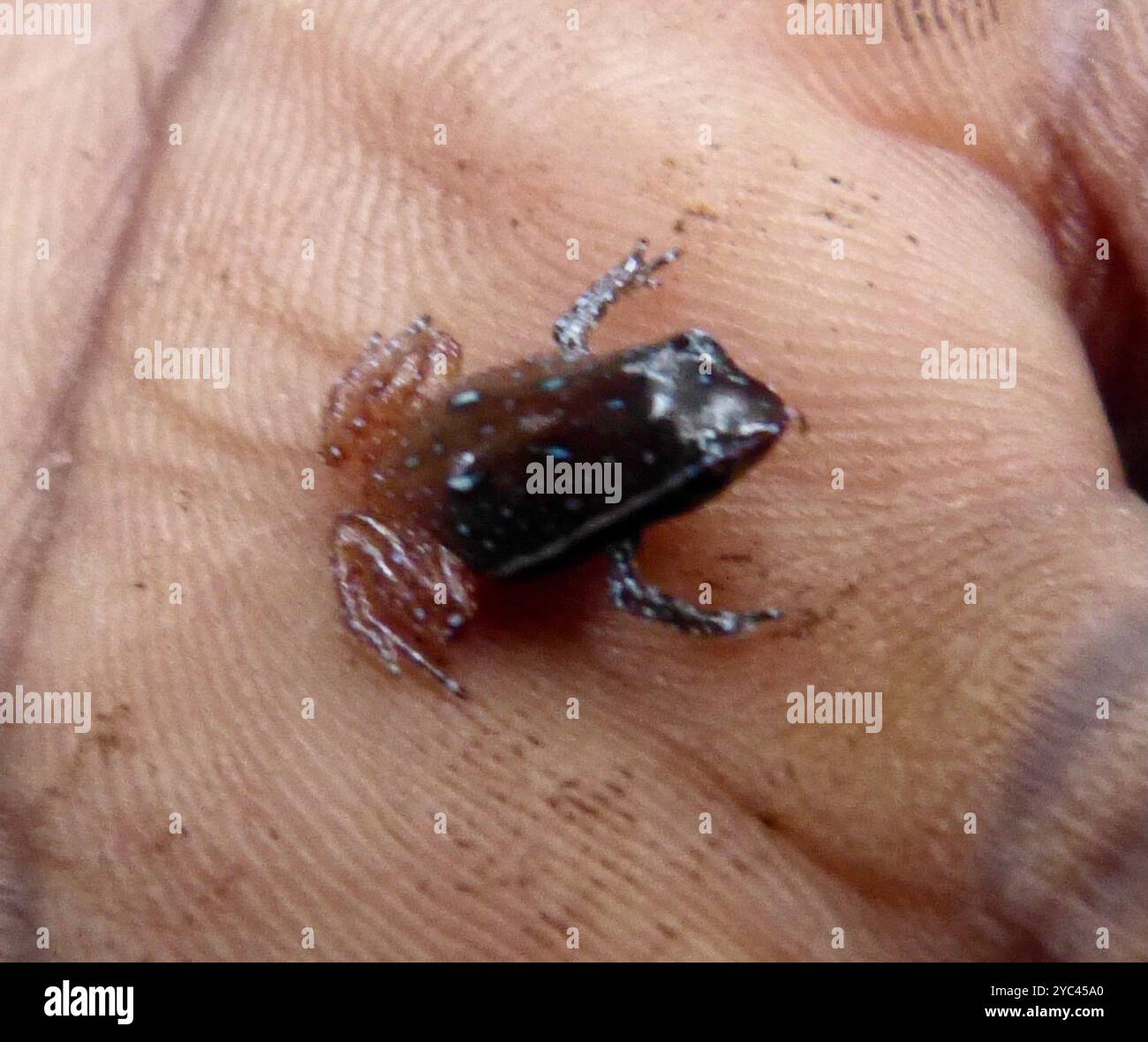 Mahanoro Digging Frog (Plethodontohyla notosticta) Amphibia Stock Photo ...