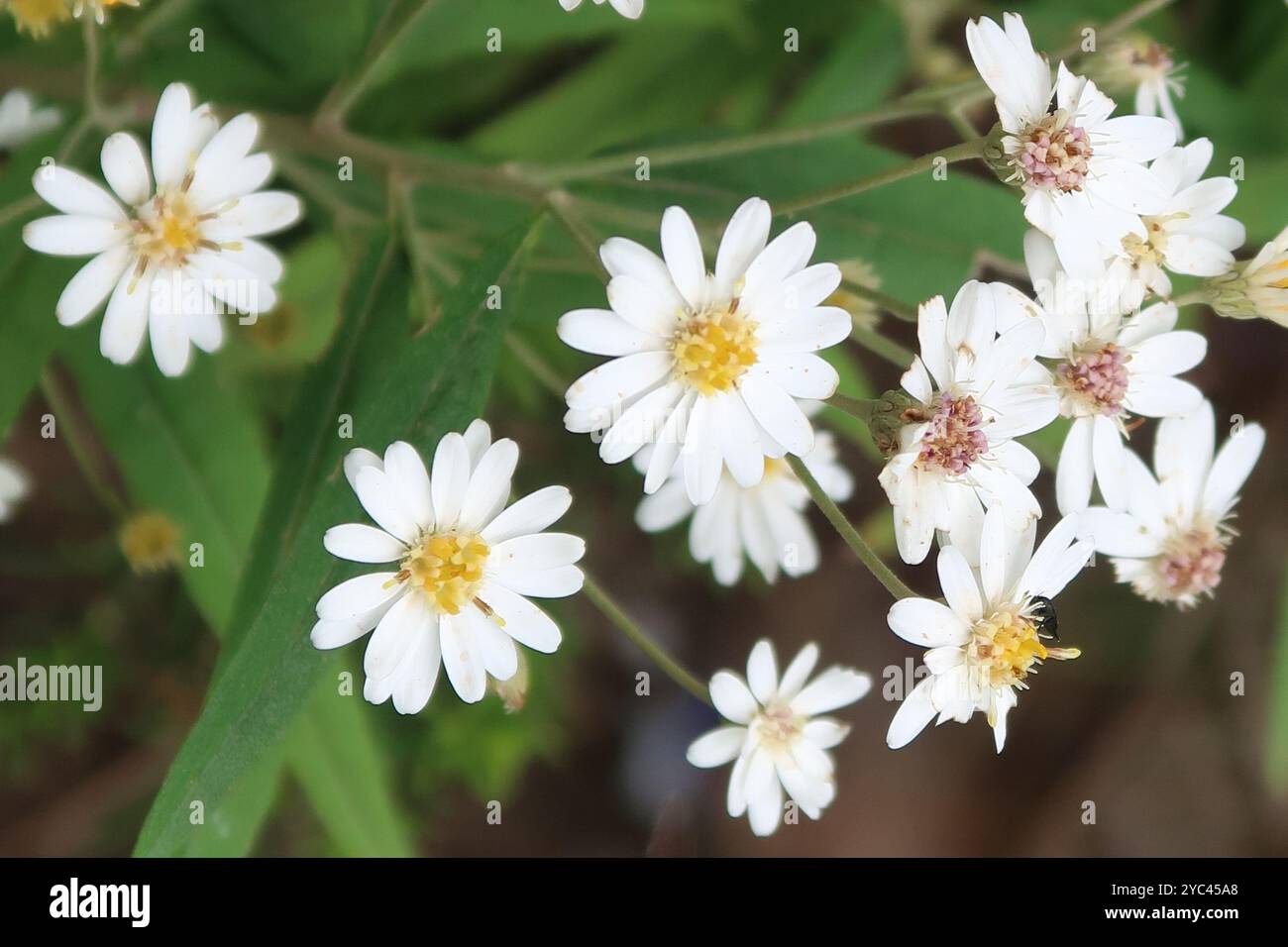 Asthma Bush (Olearia phlogopappa) Plantae Stock Photo - Alamy