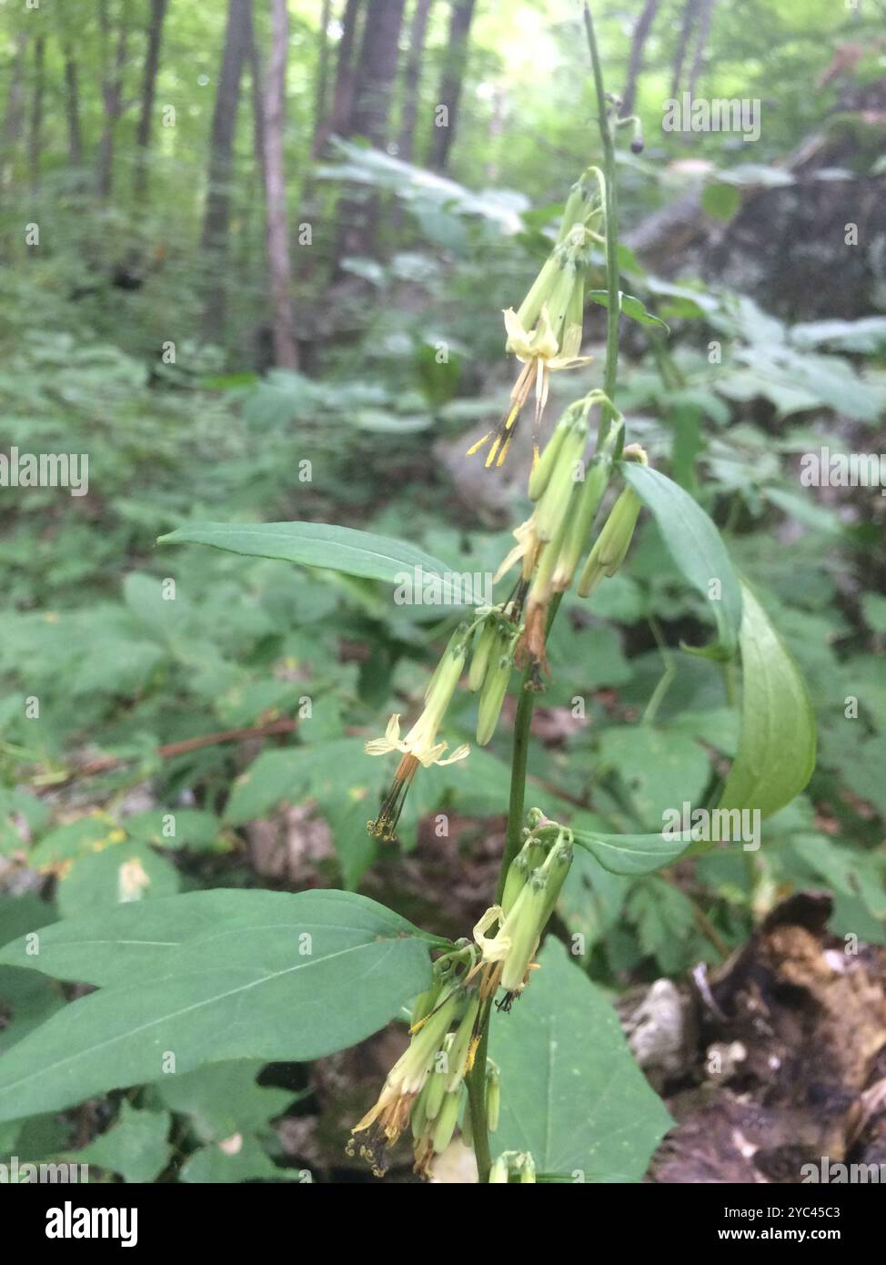 tall rattlesnake root (Nabalus altissimus) Plantae Stock Photo - Alamy