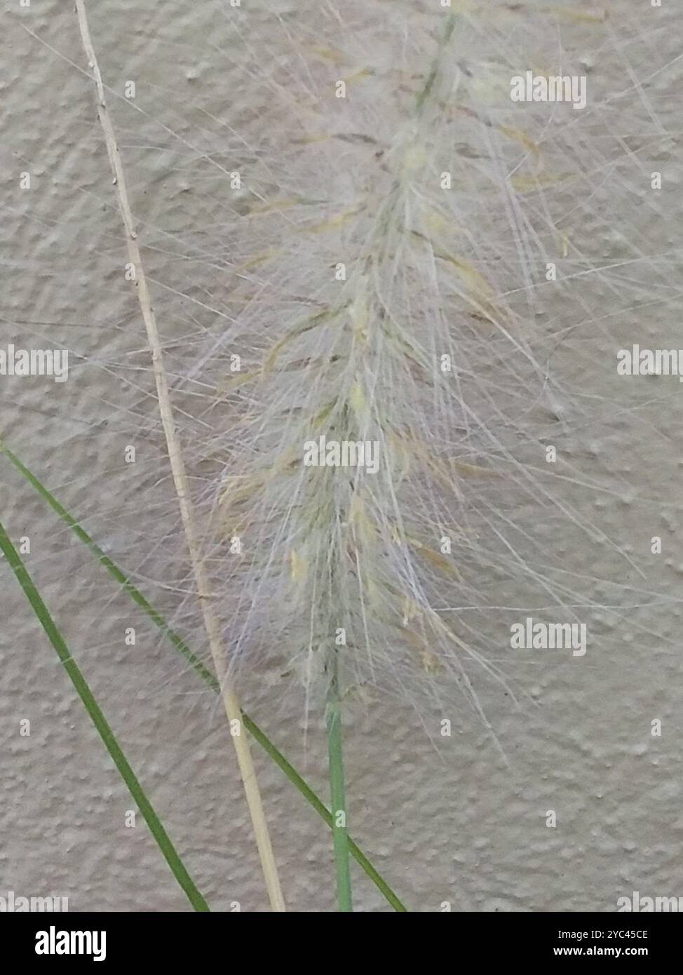 Fountain Grass (Cenchrus setaceus) Plantae Stock Photo - Alamy
