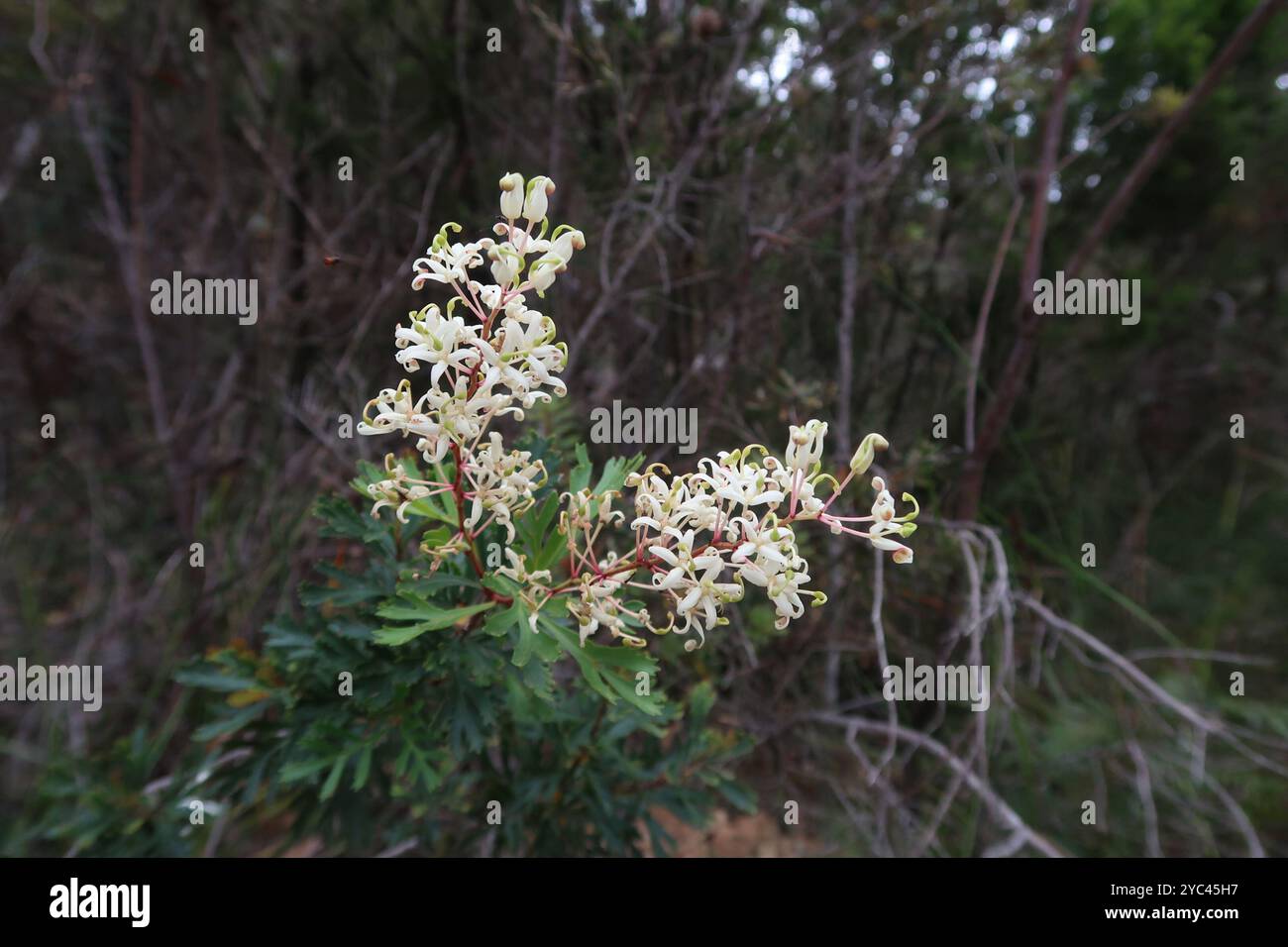 Guitar plant (Lomatia tinctoria) Plantae Stock Photo - Alamy