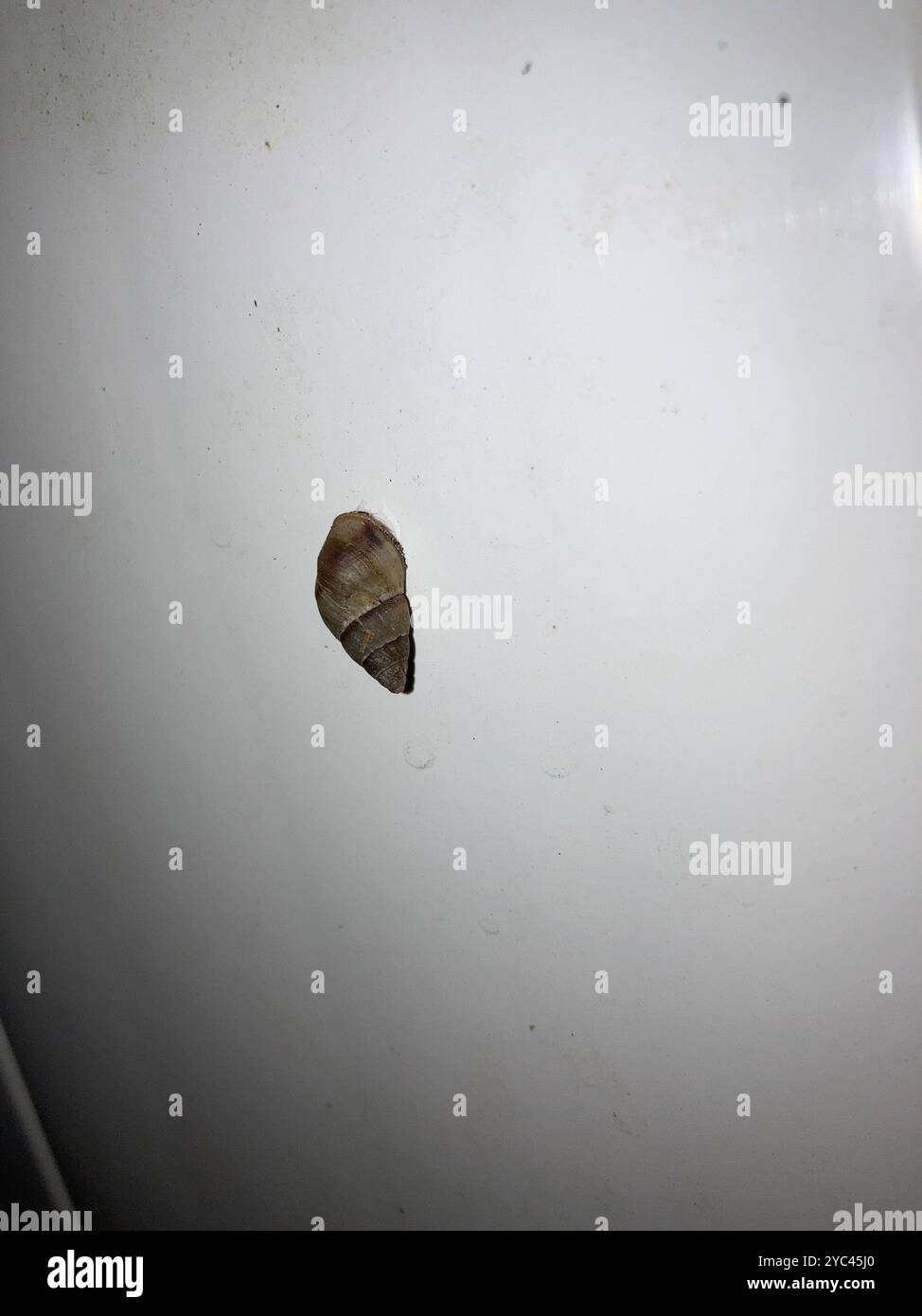 West Indian Bulimulus (Bulimulus guadalupensis) Mollusca Stock Photo ...