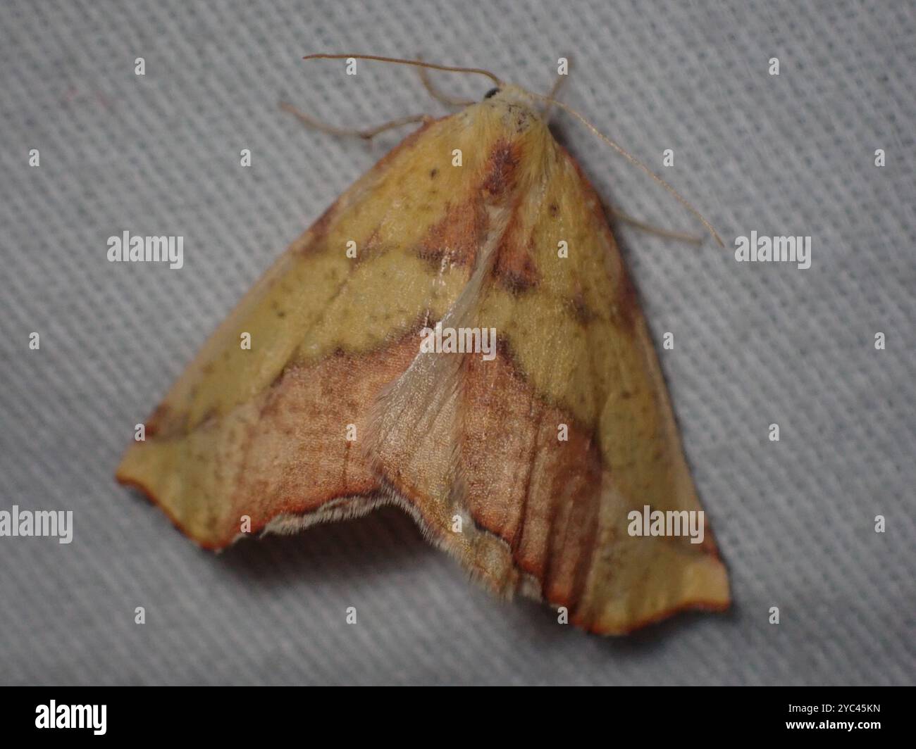 Sharp-lined Yellow (Sicya macularia) Insecta Stock Photo - Alamy