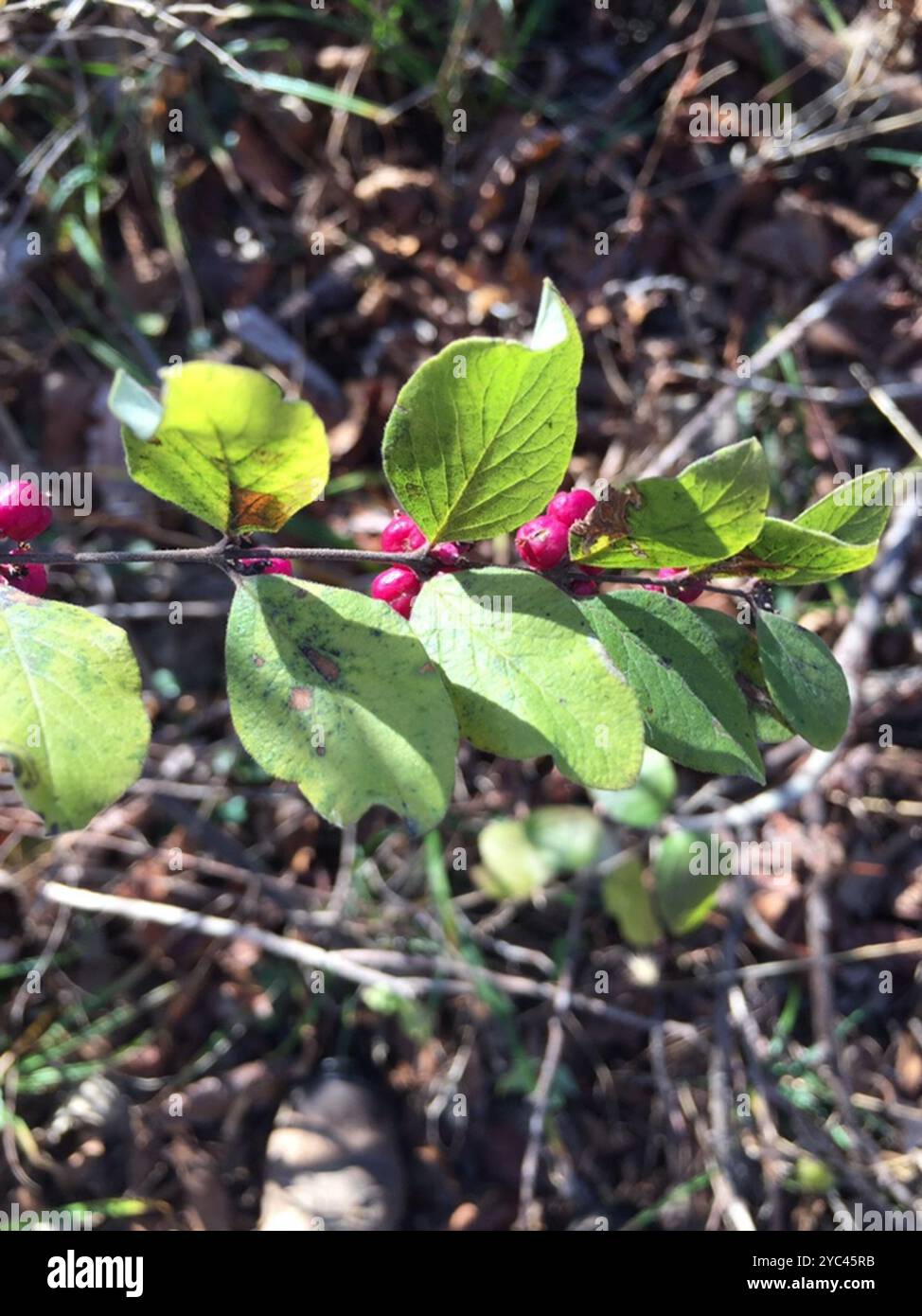coralberry (Symphoricarpos orbiculatus) Plantae Stock Photo - Alamy