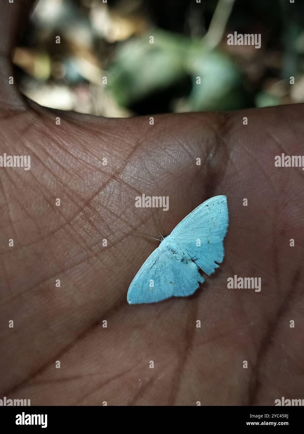 Geometer Moths (Geometridae) Insecta Stock Photo - Alamy