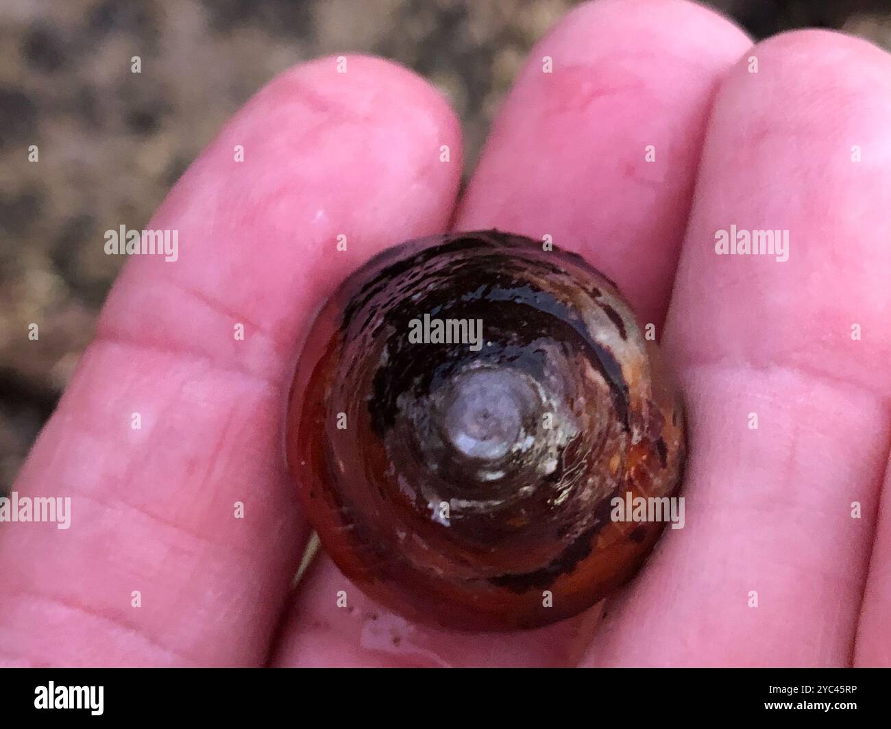 Brown Tegula (Tegula brunnea) Mollusca Stock Photo - Alamy