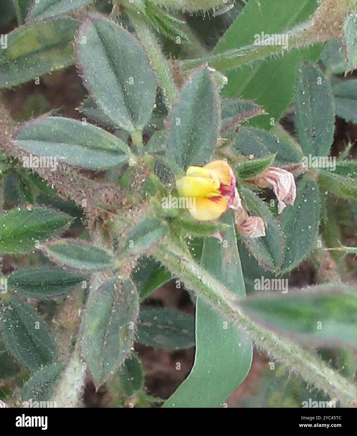 Wild Lucerne (Stylosanthes fruticosa) Plantae Stock Photo - Alamy