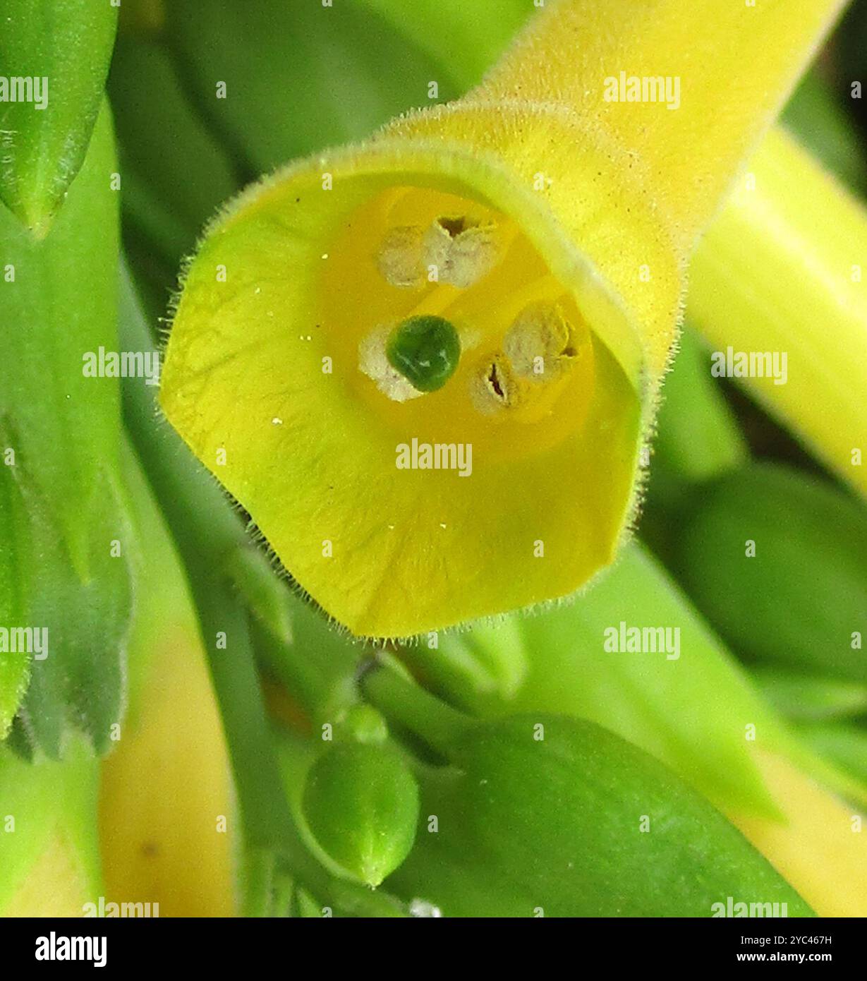tree tobacco (Nicotiana glauca) Plantae Stock Photo - Alamy
