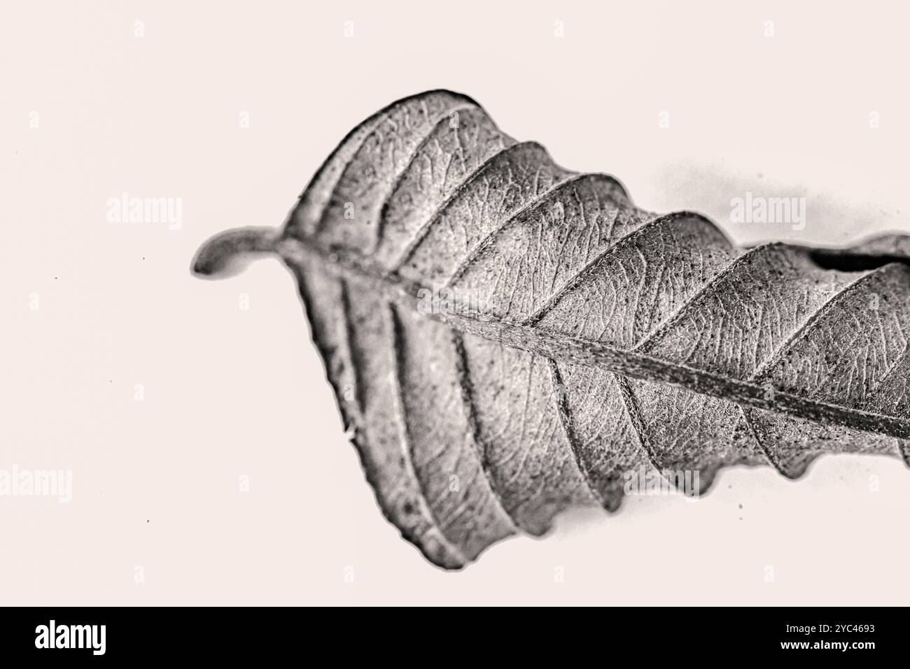 Guava leaf detail, curves, patterns and texture Stock Photo - Alamy