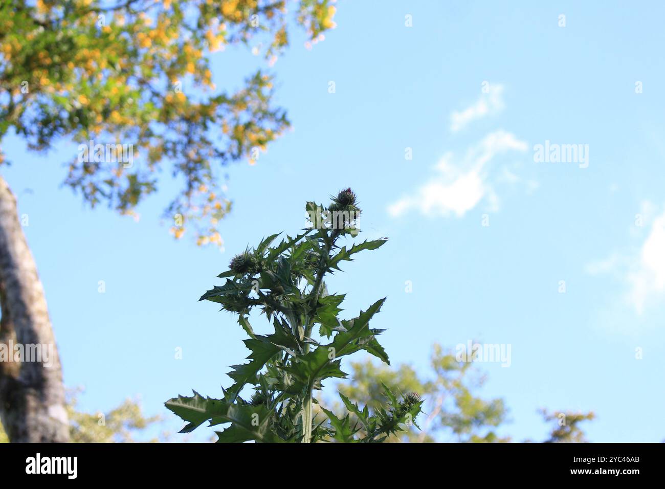 Mexican Thistle (Cirsium mexicanum) Plantae Stock Photo - Alamy