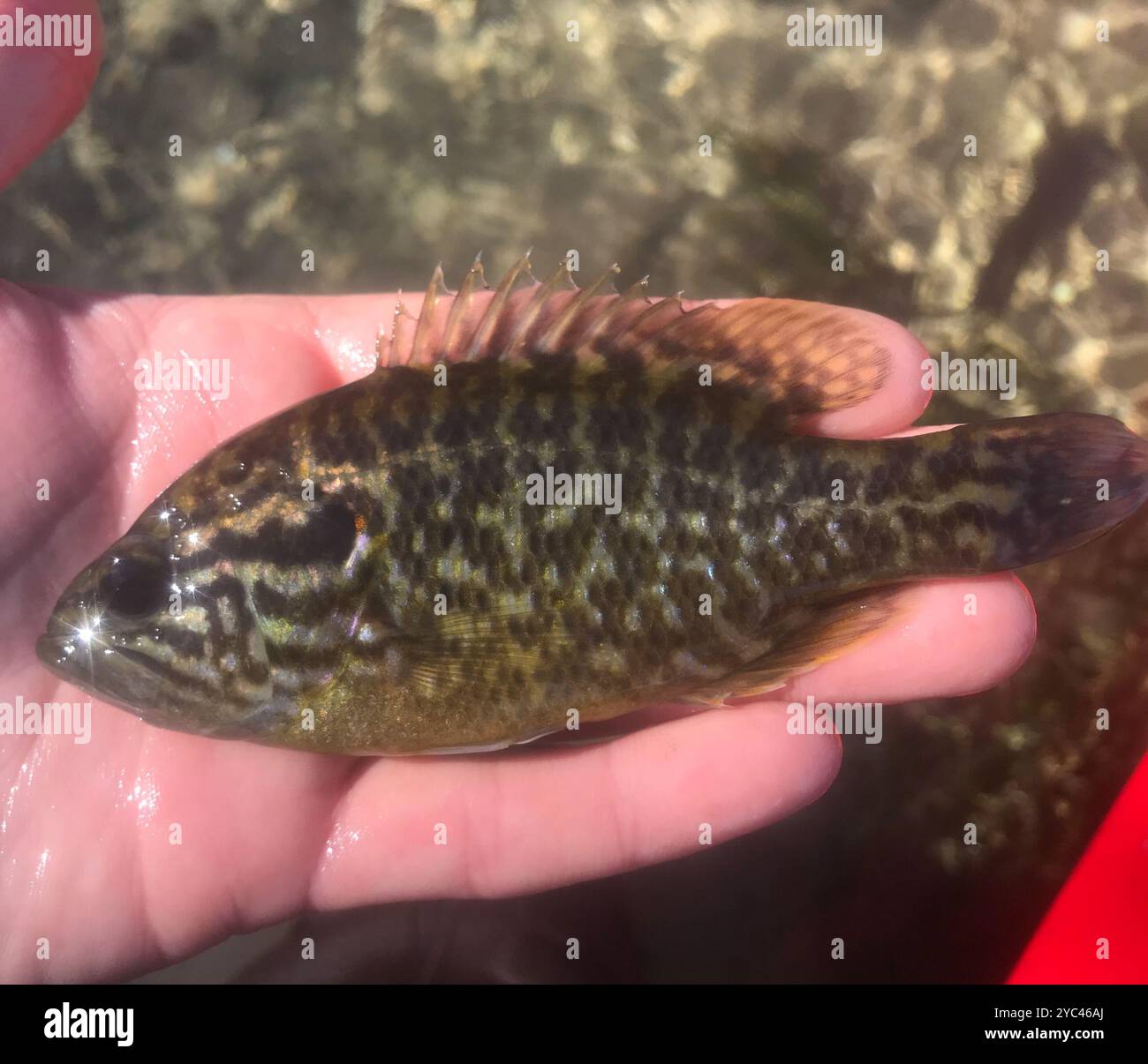 Warmouth (Lepomis gulosus) Actinopterygii Stock Photo - Alamy