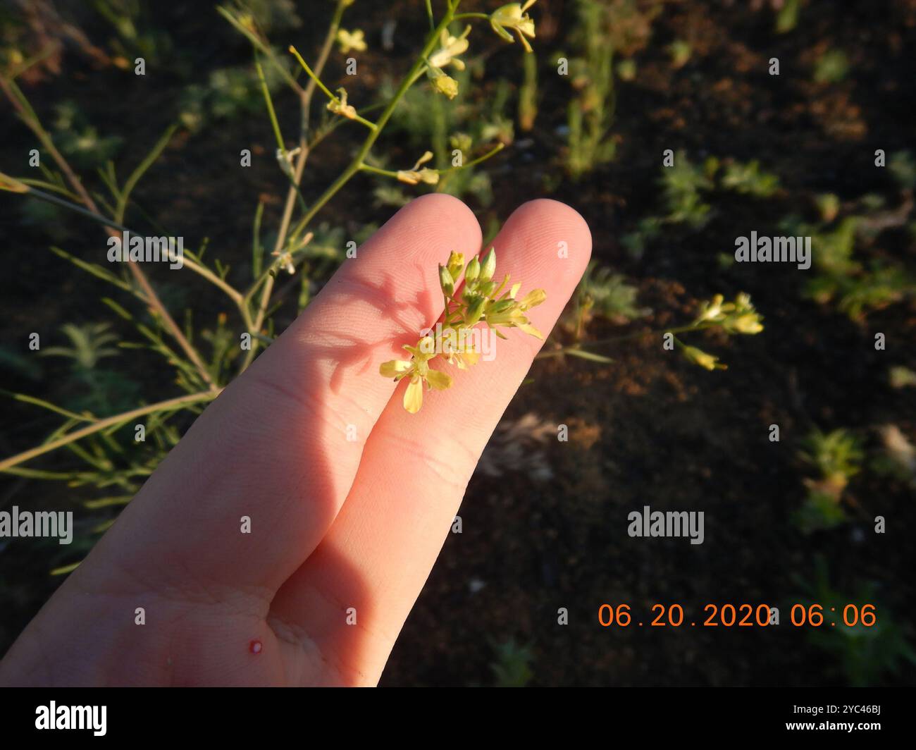 Tall Tumblemustard (Sisymbrium altissimum) Plantae Stock Photo - Alamy