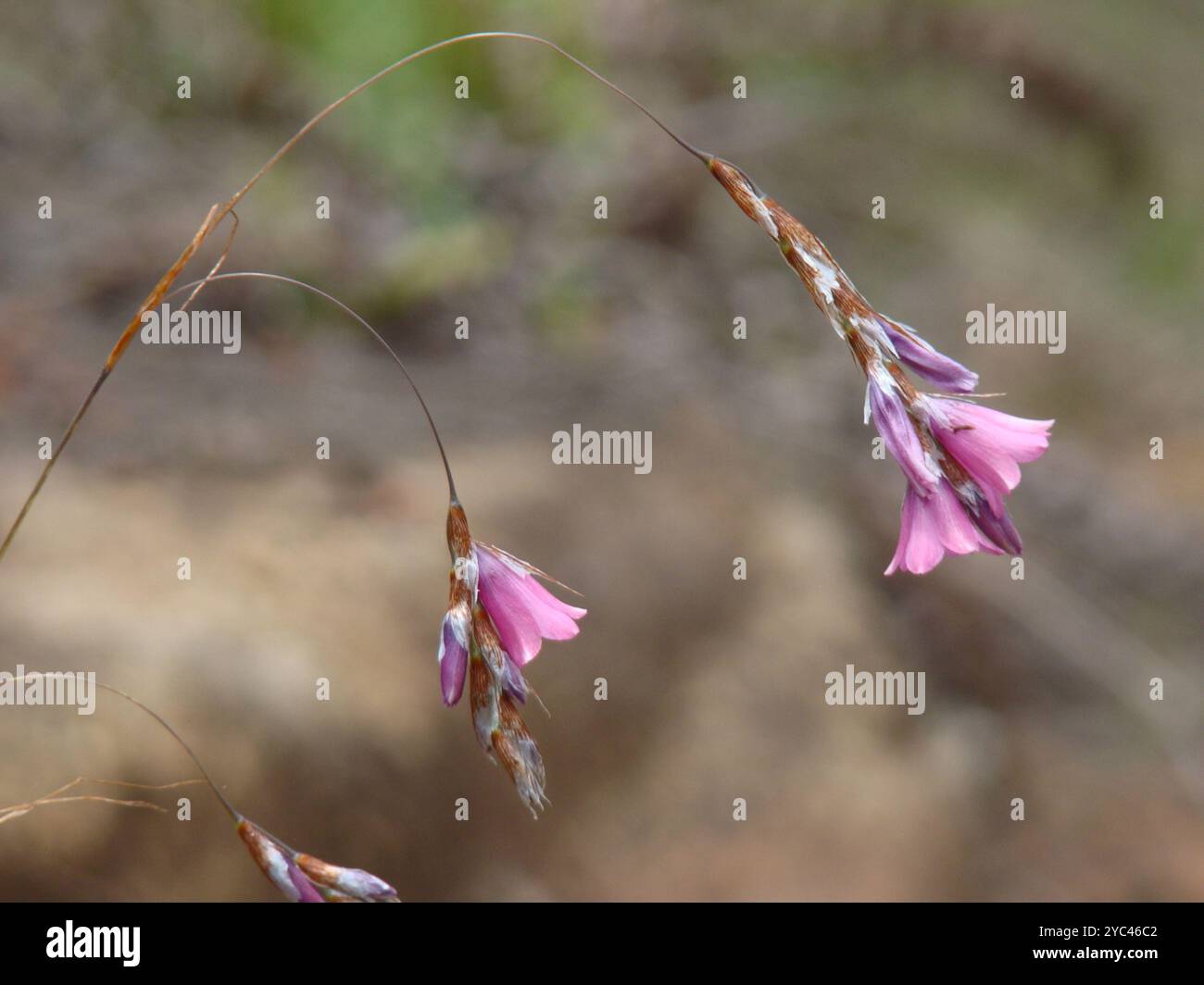 Hairbells (Dierama) Plantae Stock Photo - Alamy