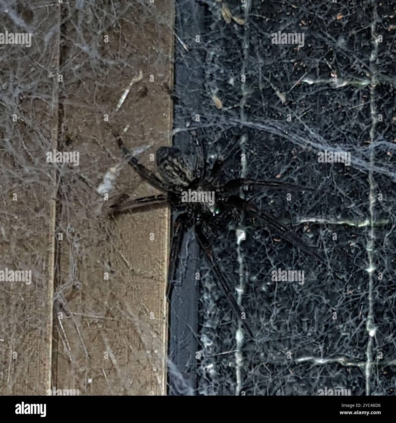 Black House Spider (Badumna insignis) Arachnida Stock Photo - Alamy