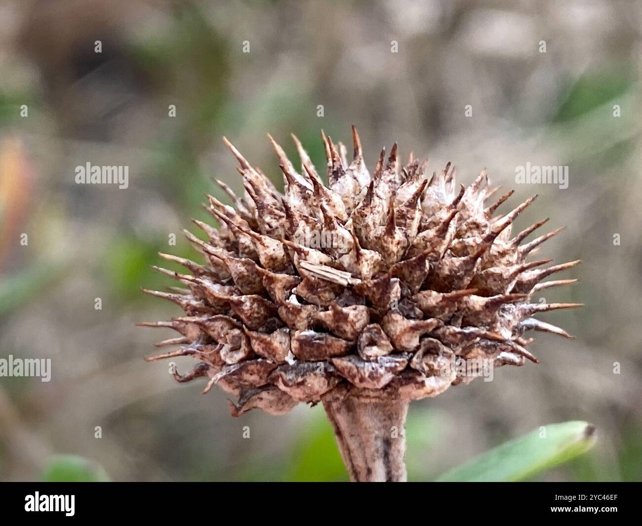 sea ox-eye (Borrichia frutescens) Plantae Stock Photo - Alamy