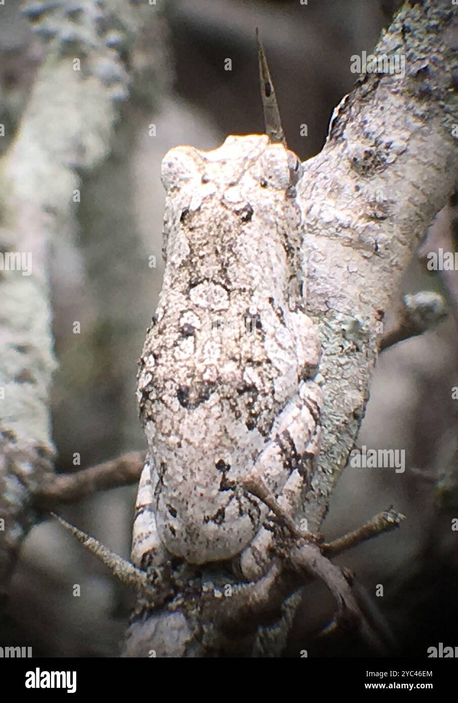 Grey Foam-nest Tree Frog (Chiromantis xerampelina) Amphibia Stock Photo - Alamy