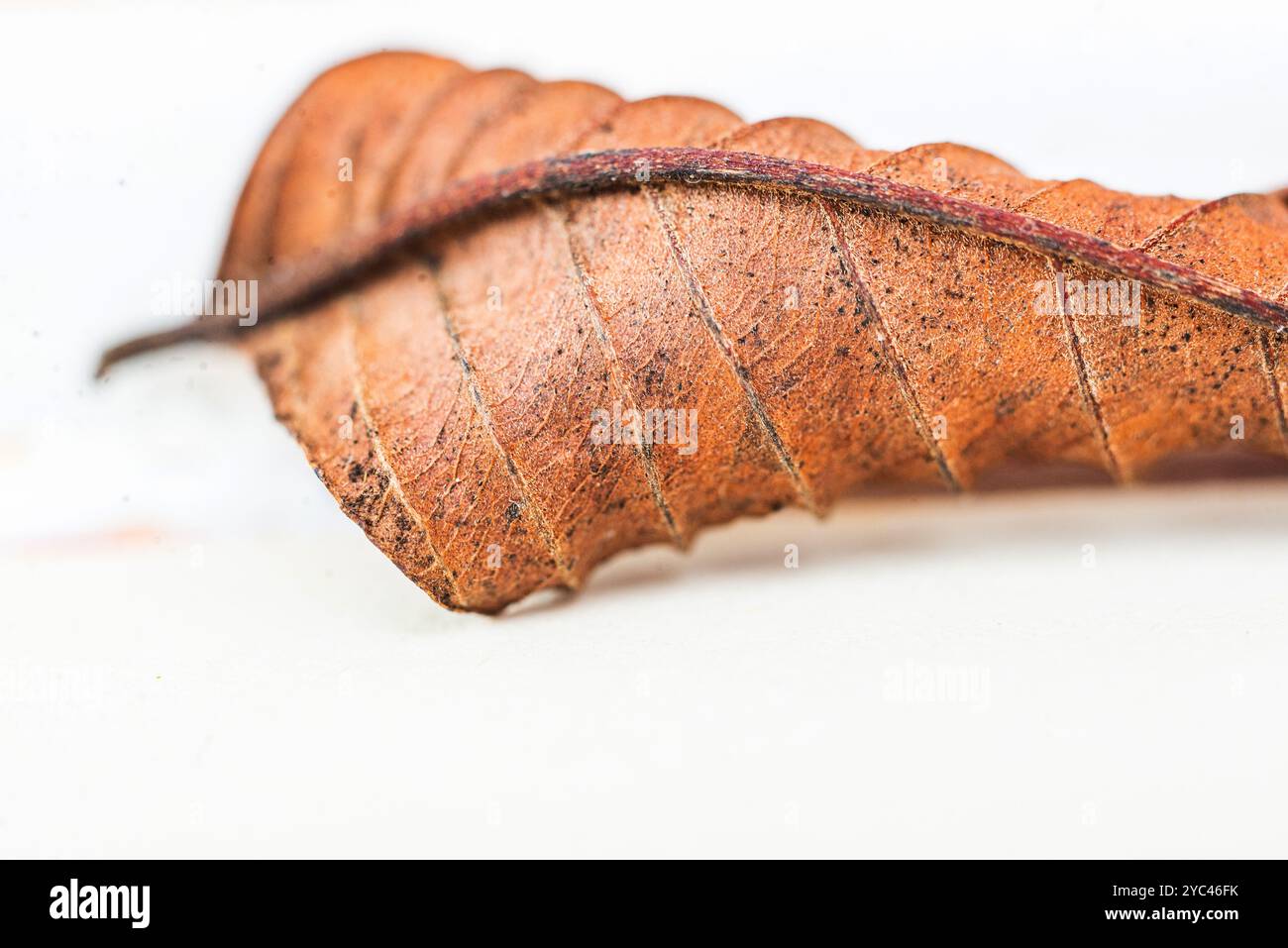 Guava leaf hi-res stock photography and images - Alamy