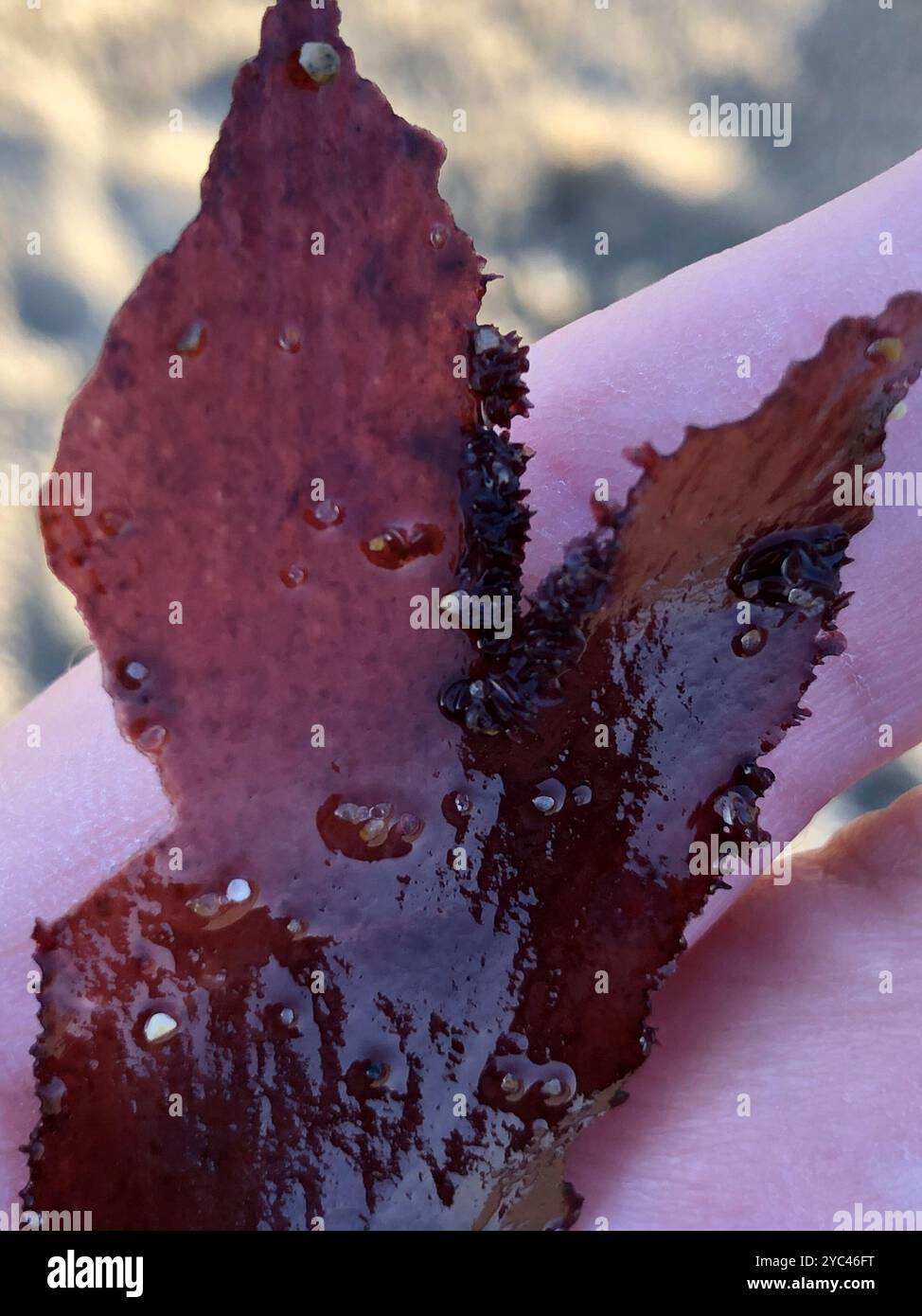 Grape Tongue (Cryptopleura ruprechtiana) Plantae Stock Photo - Alamy
